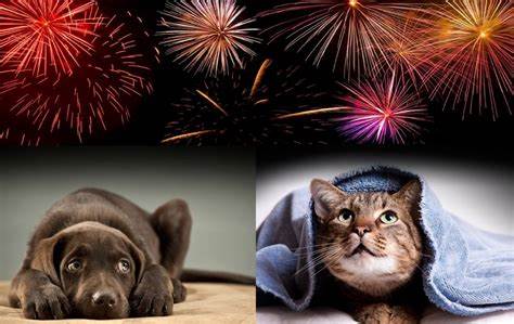 Keeping Your Pets Safe During Fireworks – Poochino's Den
