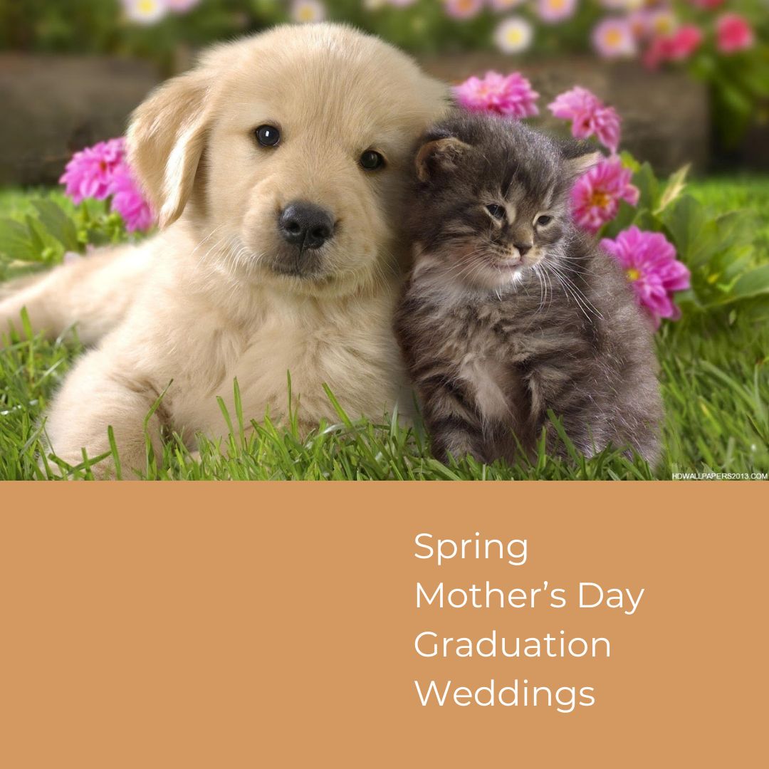 Poochino's Den – Poochino's Den